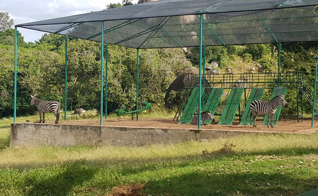 Saanane Island National Park - Wild animals close to Mwanza